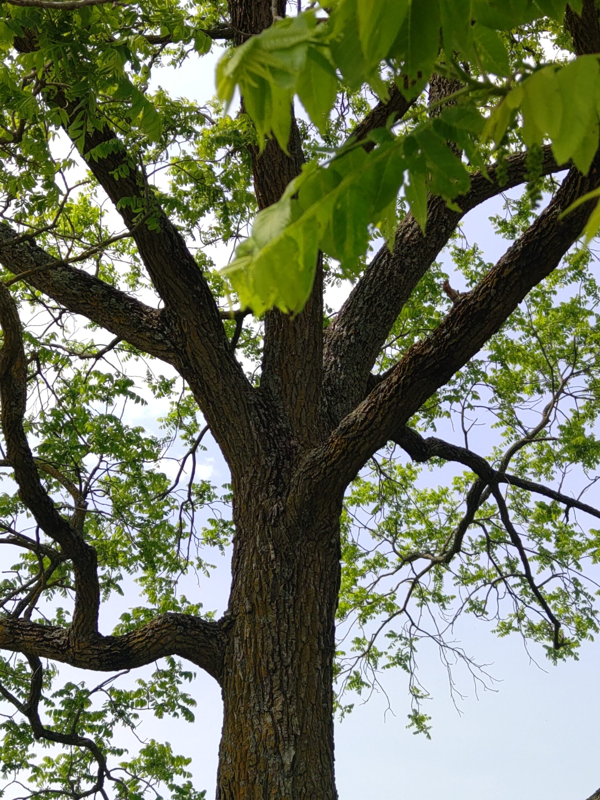 Batelle-Darby Metro Park – Noah's Ohio Plants Website