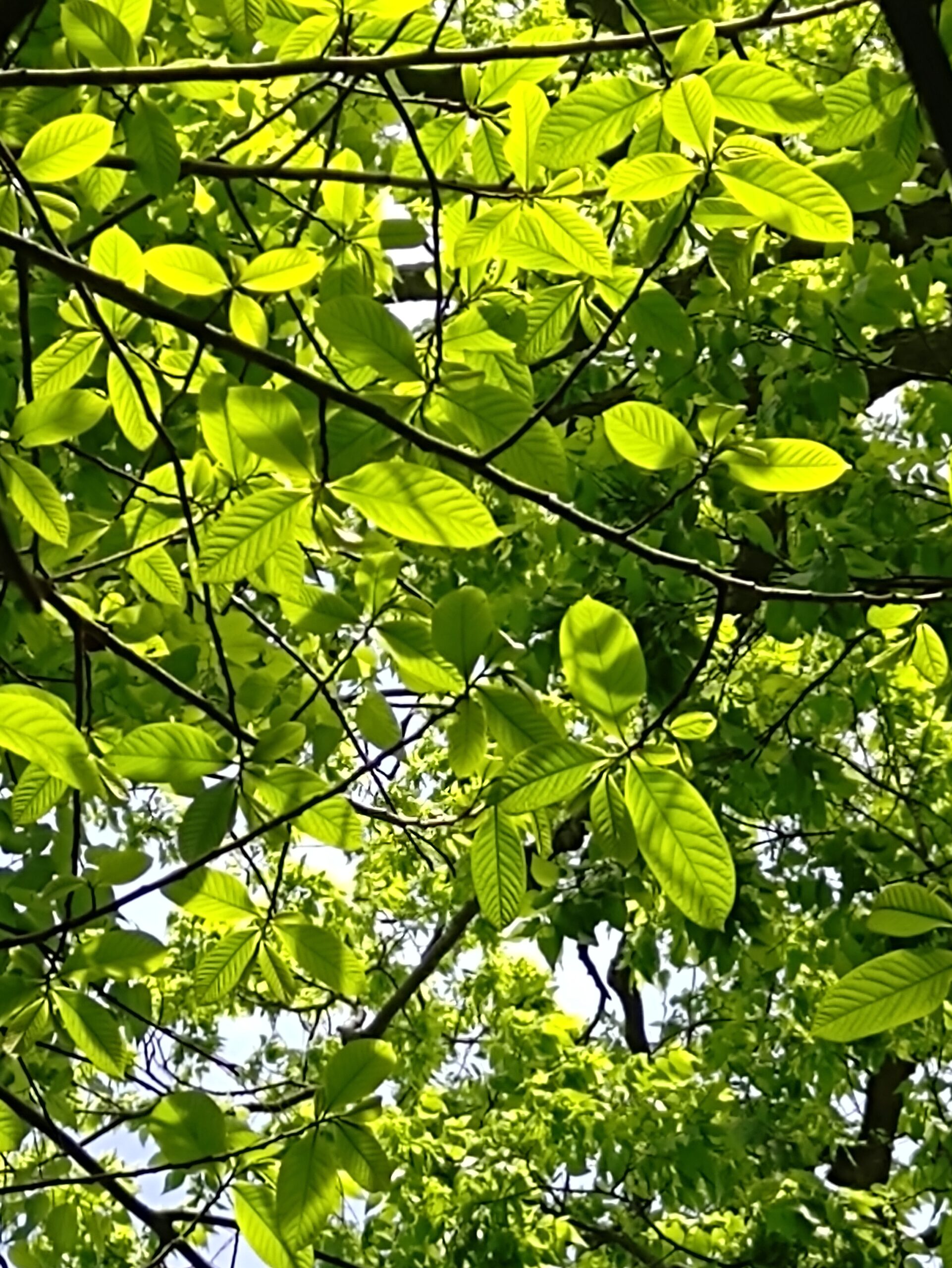 Trees – Noah's Ohio Plants Website