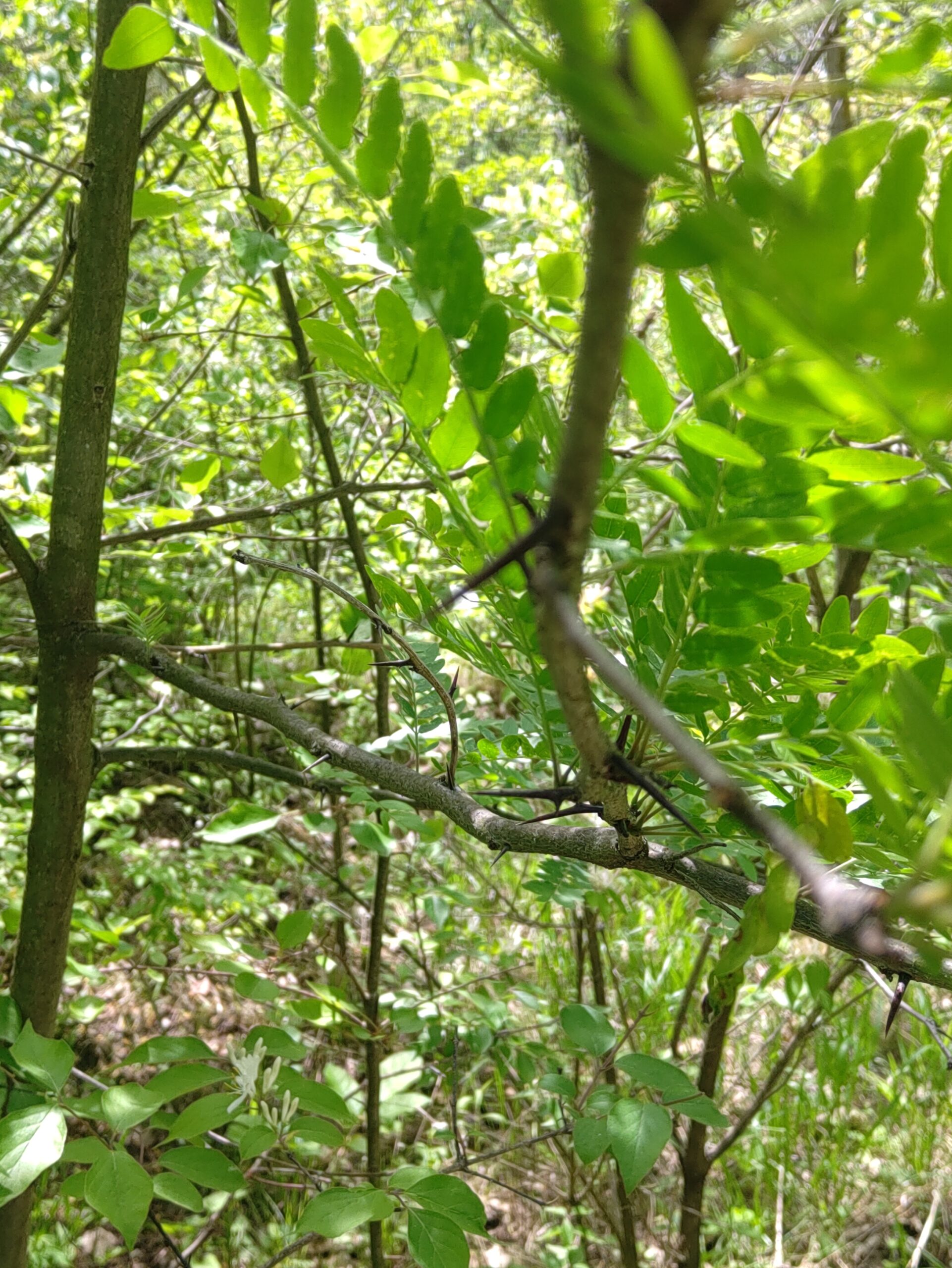 Trees – Noah's Ohio Plants Website