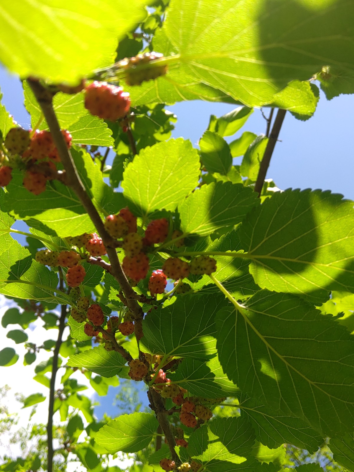 Plants of the Olentangy River Wetland Research Park – Noah's Ohio ...